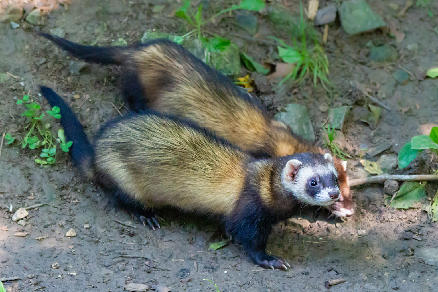 Pelztiere – gabriele-mast.de